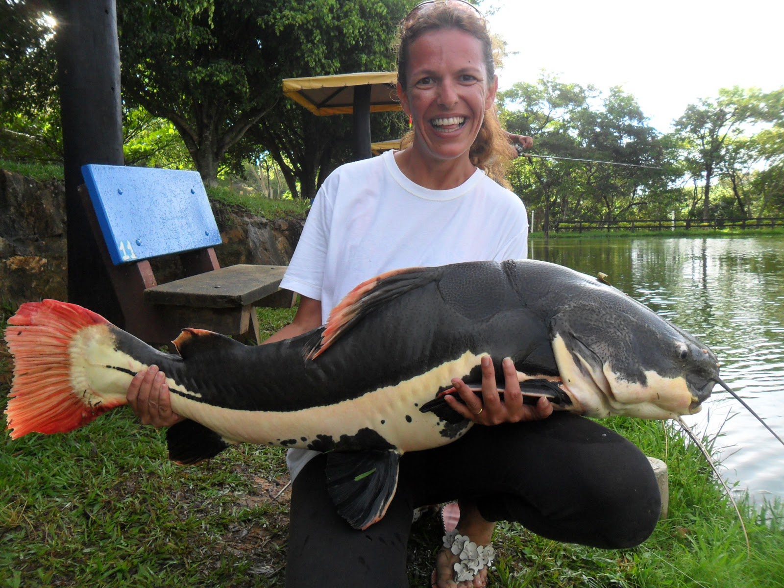Jiraya Fishing Pesca e Lazer: Tão desejadas PIRARARAS