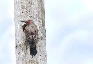 Alasdair Turner Photography: Seattle Backyard Birds and How to Attract ...