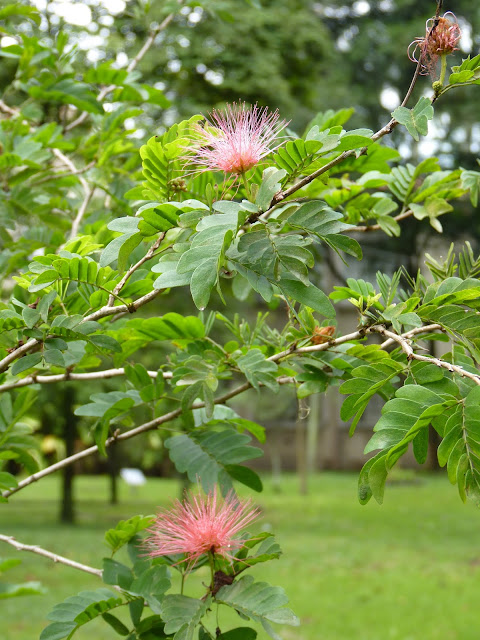 ARBORETUM: Árboles fantásticos, Los calliandra