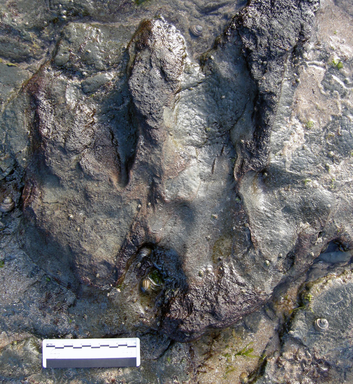 The Great Cretaceous Walk: The Dinosaur Tracks of Milanesia Beach: Part I