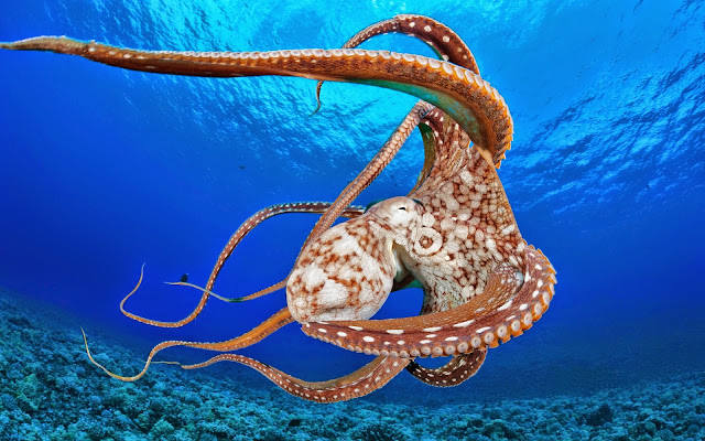Octopus - HD Wallpapers | Earth Blog