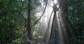 GURUTHUMA WEB: ශ්‍රී ලංකාවේ වනාන්තර / Forest in Sri Lanka