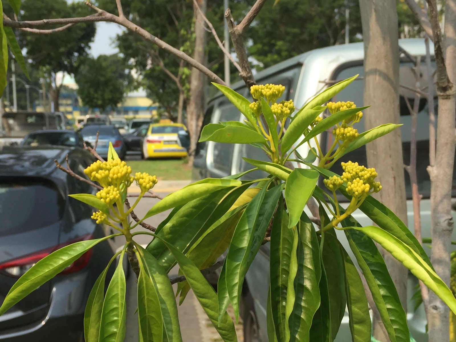 my G@Rdening frenzY: PTELEOCARPA LAMPONGA
