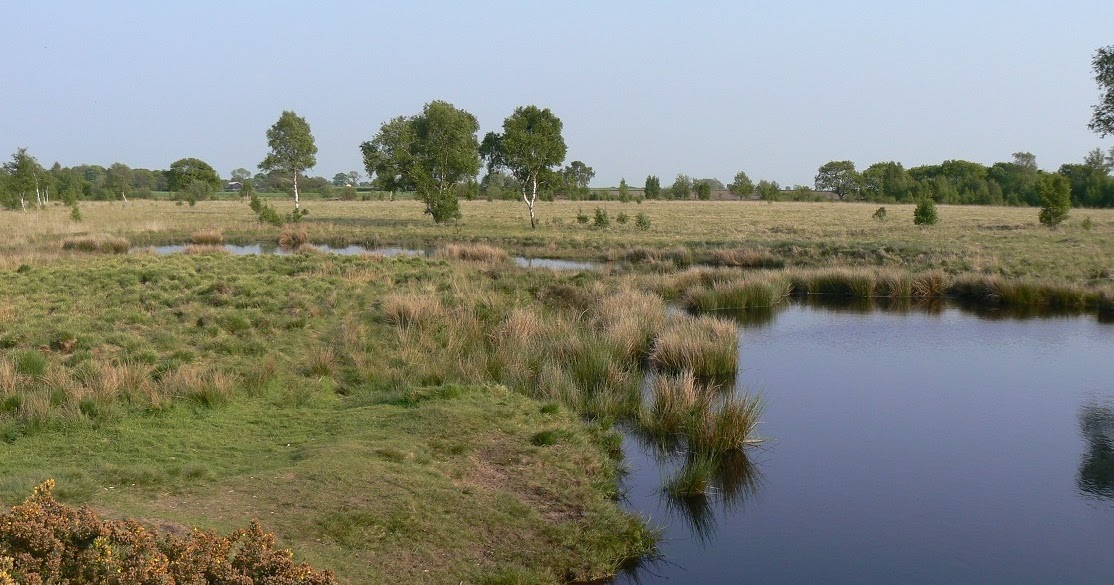 Occasionally Birding St Helens 2008-2014: A Natural History of ...