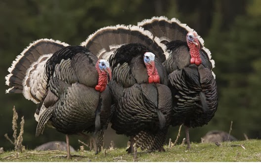 BATA MZINGA............ NJIA ZA UFUGAJI WAKE - KILIMO NA UFUGAJI