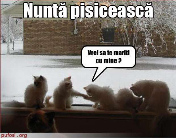 Bancuri cu Bula: Imagini Amuzante Cu Animale