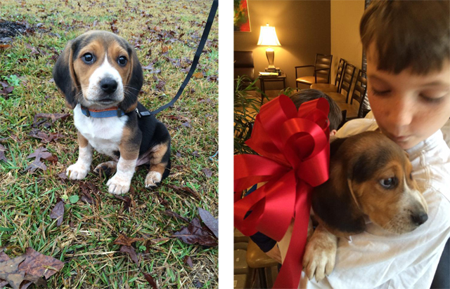 Backyard Beagles: Satisfied Puppy Owners