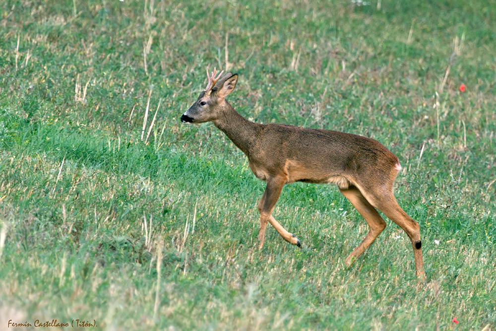 ASILVESTRAO: octubre 2017