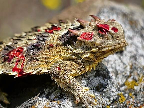 Fieggentrio: Een hagedis die bloed uit haar ogen spuit?! (Filmpje)