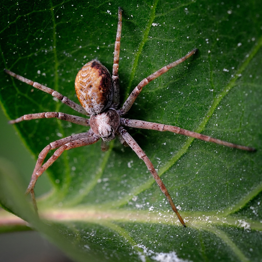 Knuts tips om makrofotografering: Edderkopper