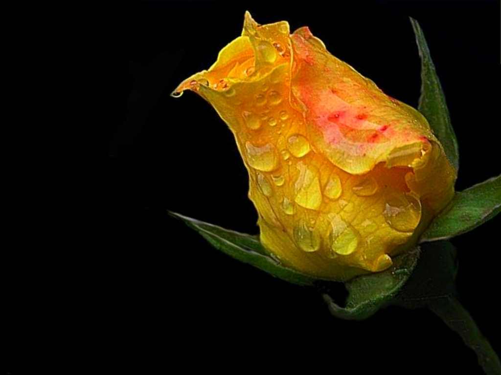 Flower Photos: Rose and Raindrops