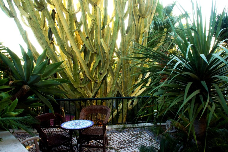 Ewa in the Garden: 37 Photos of the Absolutely Most Stunning Cactus ...