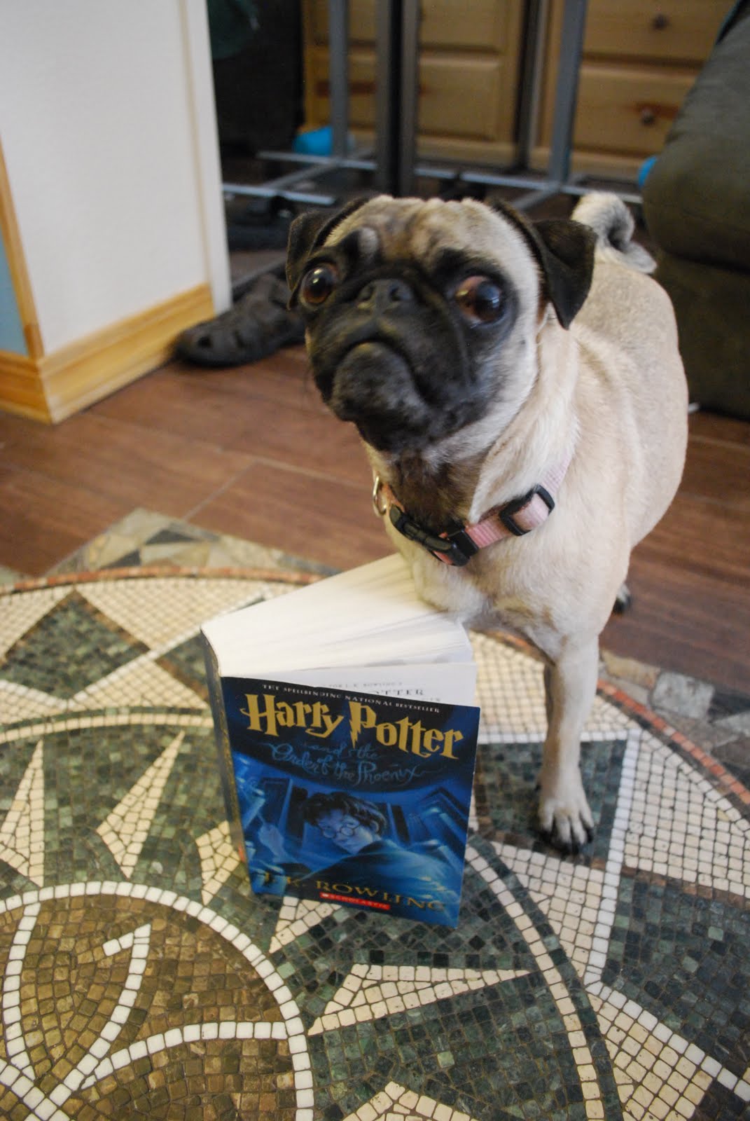 LitPool: Order of the Phoenix Chapter's 14-17 Questions: Pug's Harry ...