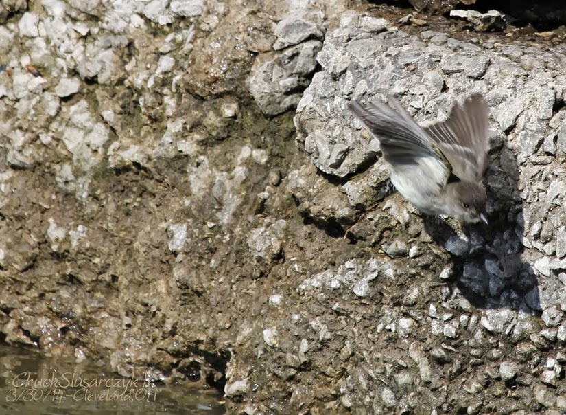 Ohio Birds and Biodiversity: A fishing flycatcher