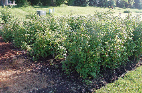 The OctoGarden: The Raspberry Garden Journey: Part 1