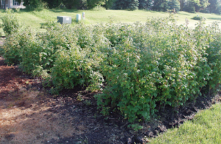 The OctoGarden: The Raspberry Garden Journey: Part 1