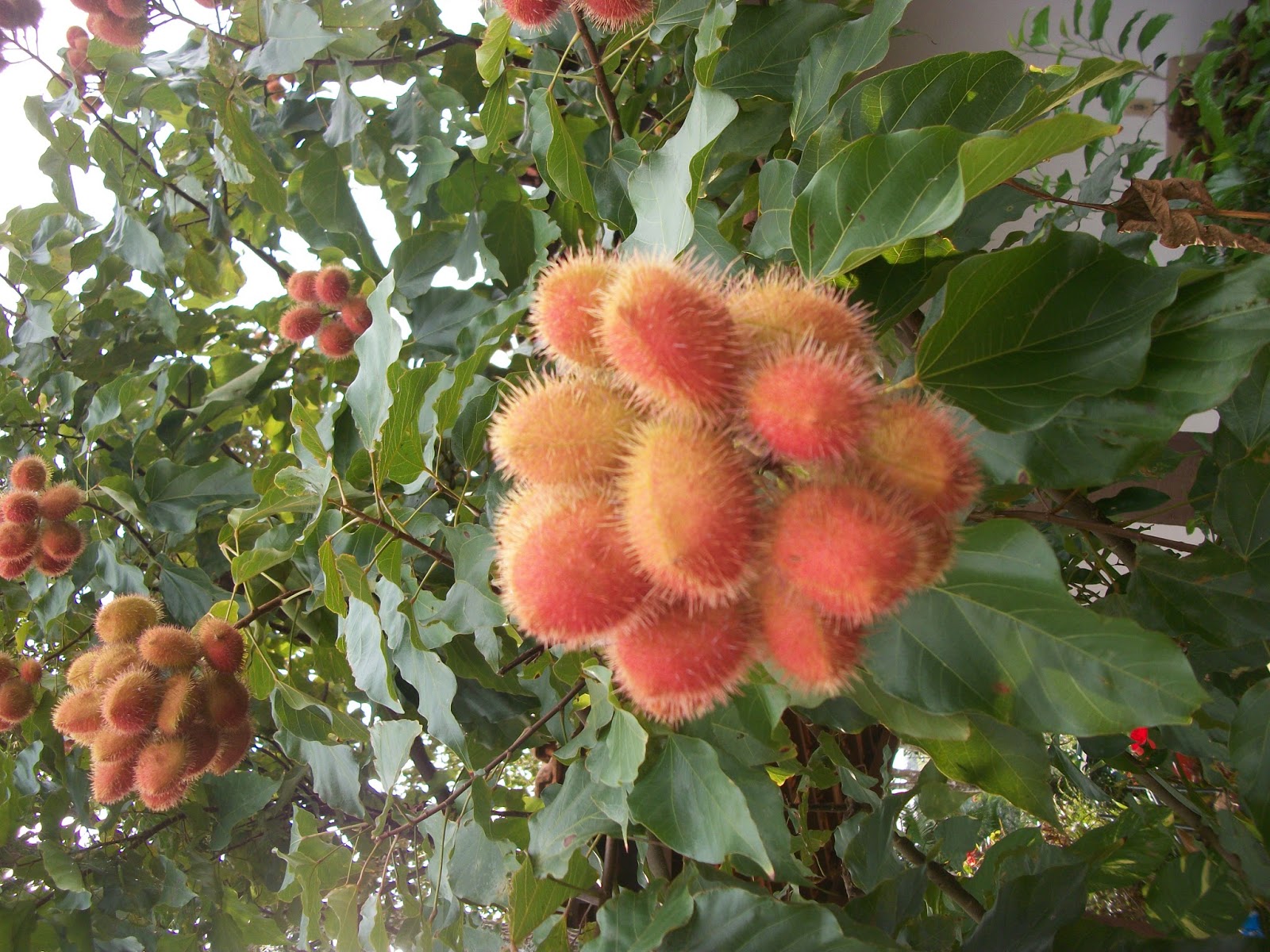 Cantinho da Dalinha do Cordel: URUCUM OU URUCU