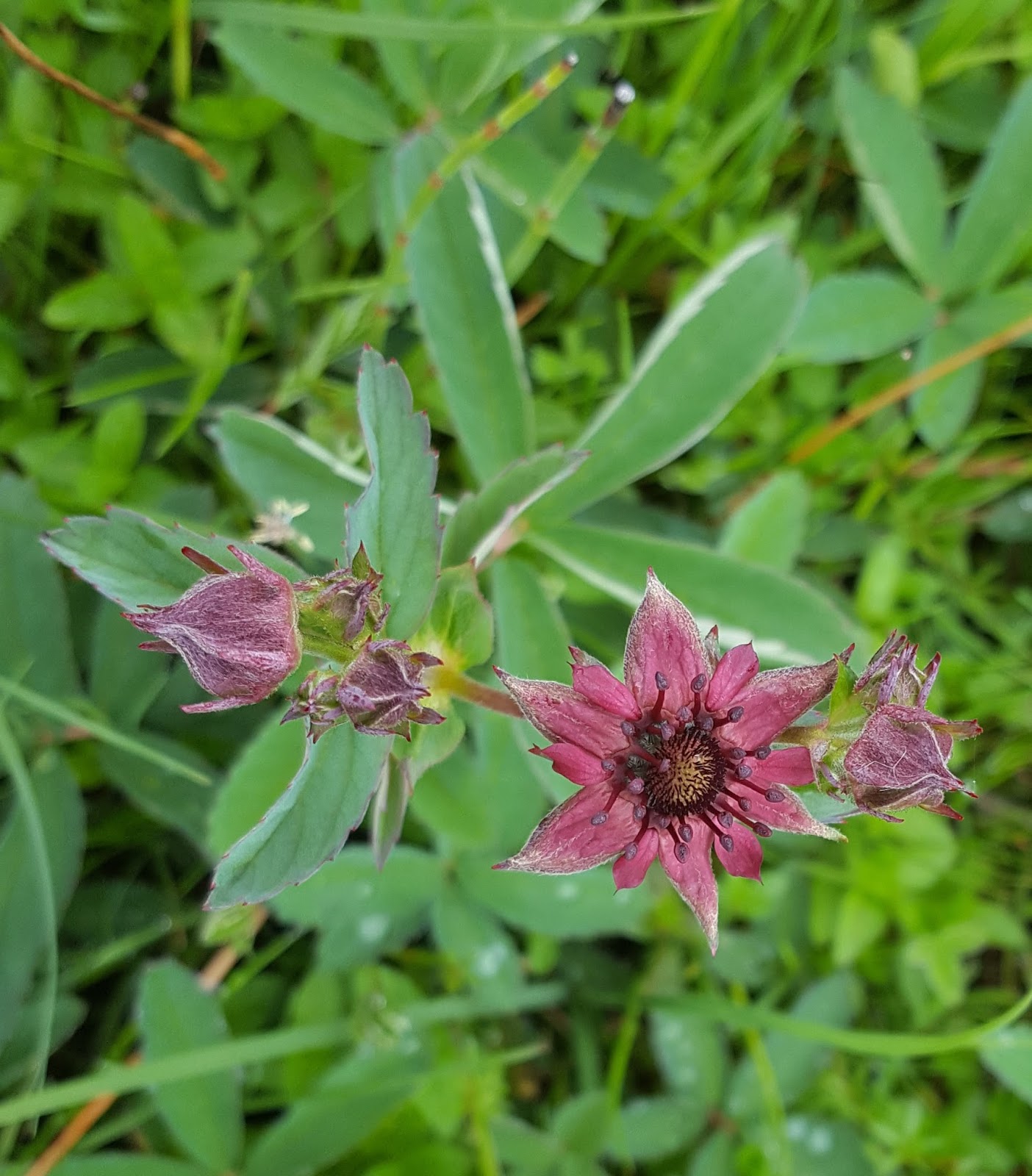 A Field Notebook: Lough Beg, Church Island to Paddy's Dubh
