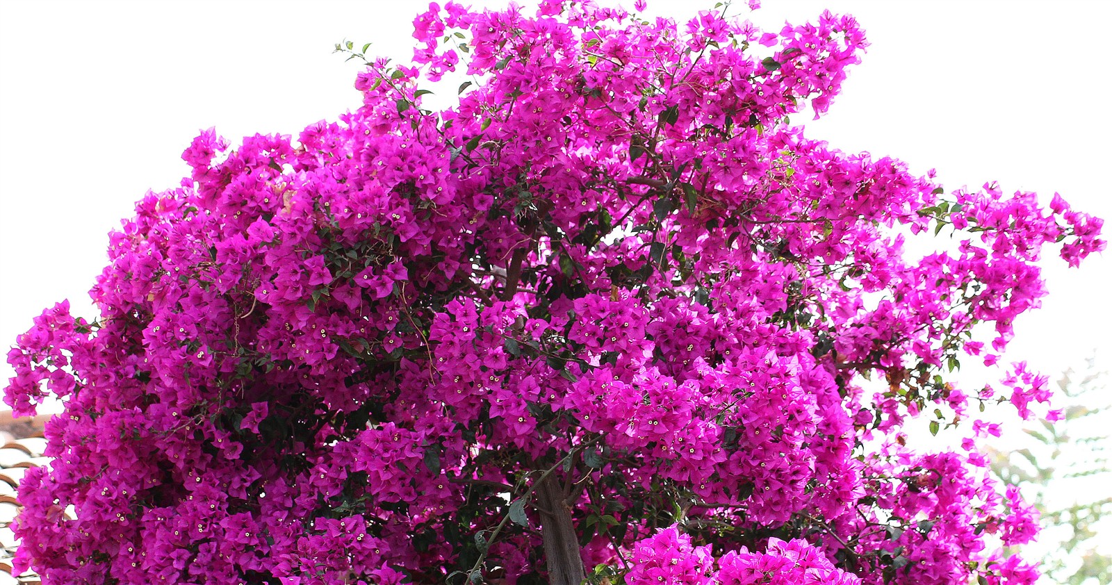 ΒΟΥΚΑΜΒΙΛΙΑ photos - wallpapers (ανανεωμένο) | the fun bank