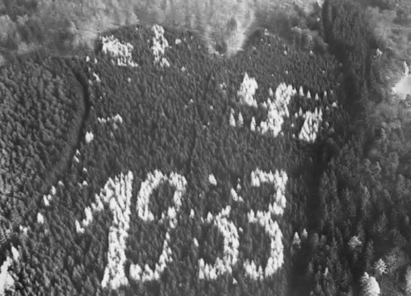 Mysterious Forest Swastika in Germany Remained Unnoticed Until 1992 ...