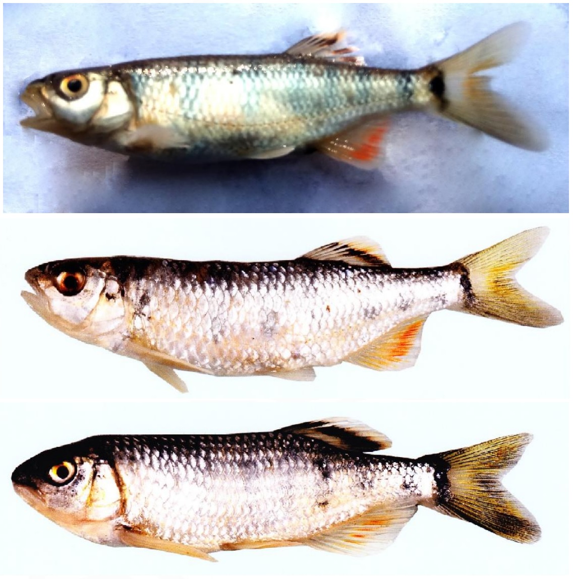 Species New to Science: [Ichthyology • 2017] Opsarius kanaensis • A New ...