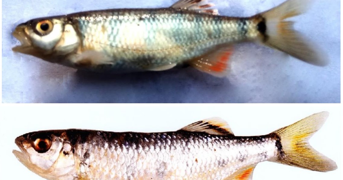 Species New to Science: [Ichthyology • 2017] Opsarius kanaensis • A New ...