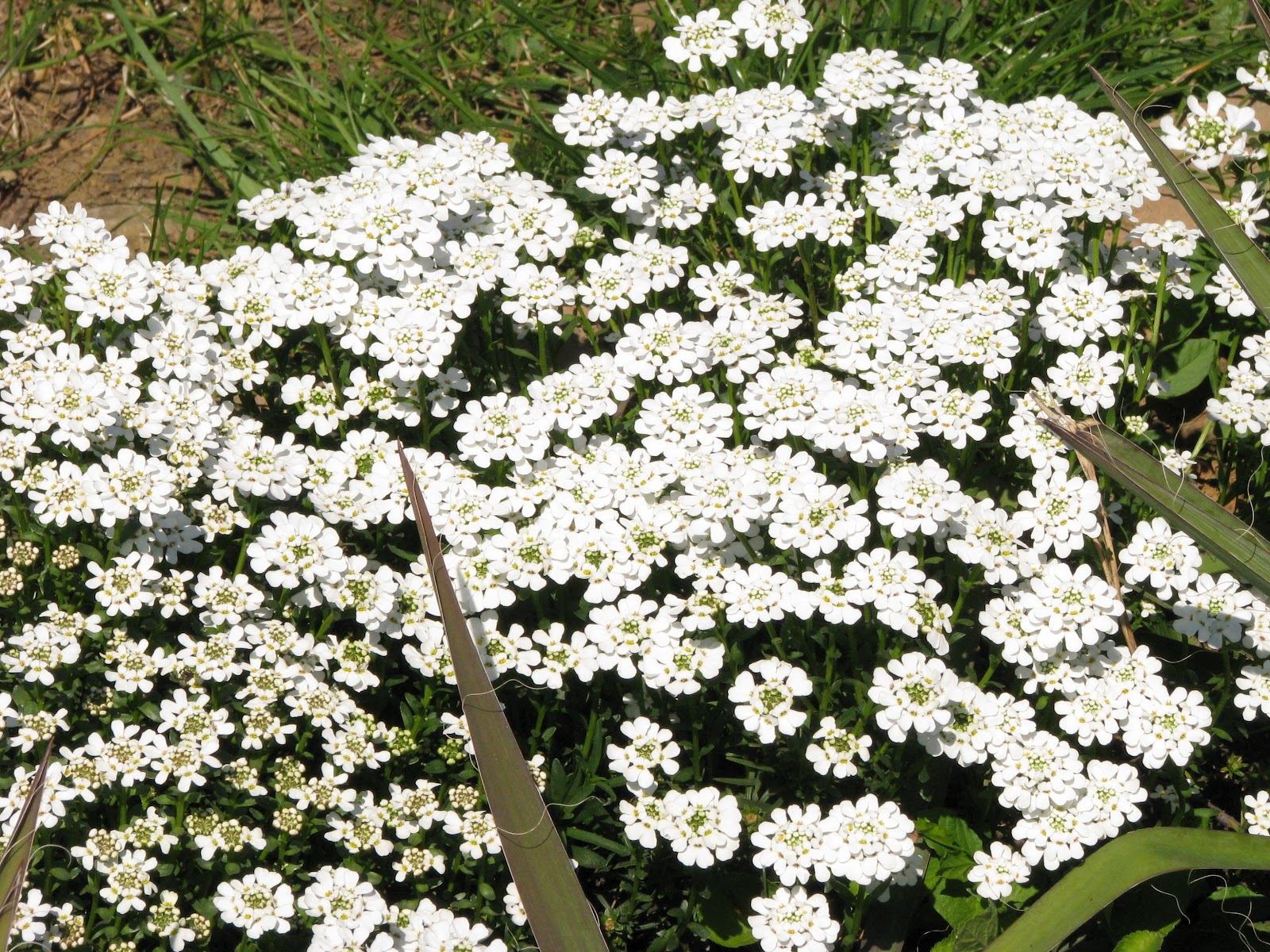 Fészekrakó: Tavaszi viragok