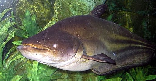 5 Freshwater Fish You Should Catch in Borneo - BorneoScape