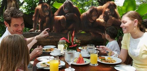 Transport from Singapore to Legoland: Singapore Zoo Breakfast With The ...