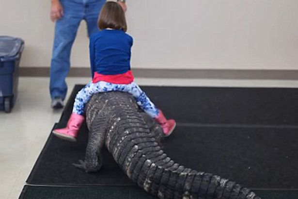 Young girl pictured riding and playing with a huge alligator - Nigeria ...