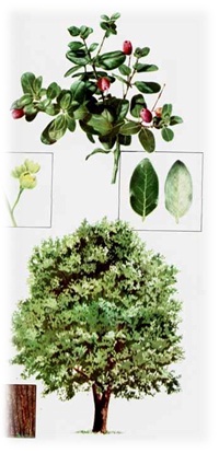 Vivero de Árboles Nativos: Peumo