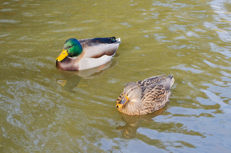Dabbling Ducks | Focusing on Wildlife