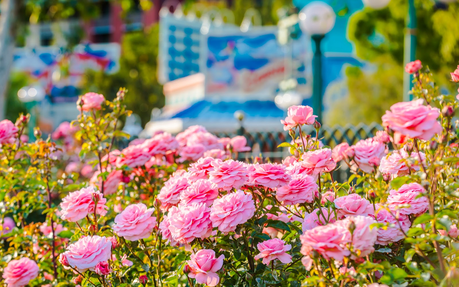 Paradise Roses in Bloom