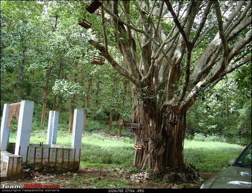 Kalikesam - JungleKey.in Image