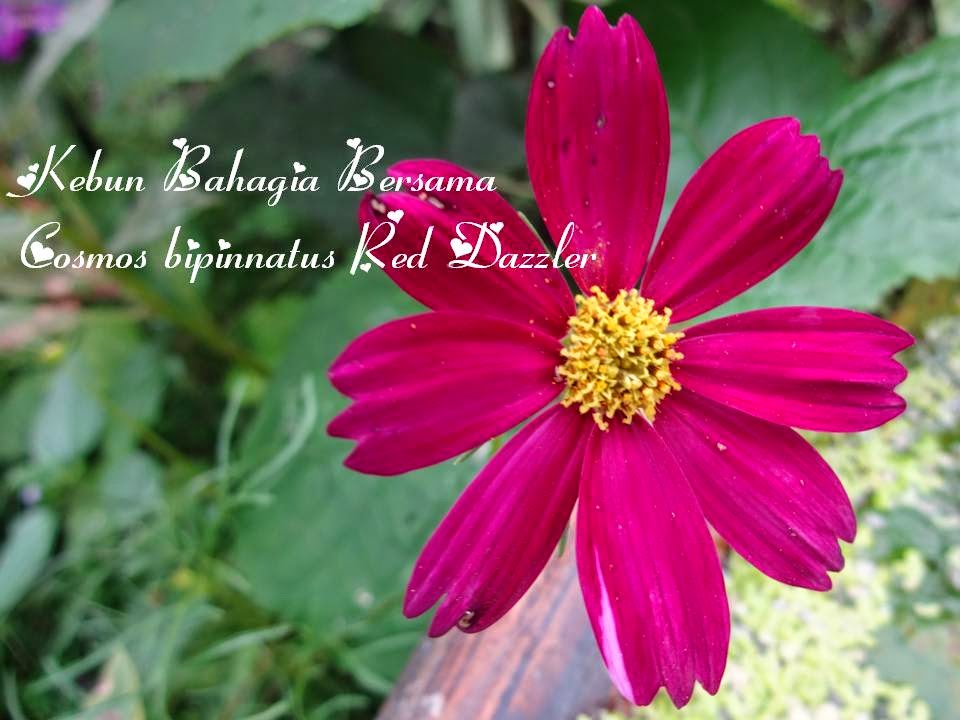 Terbaru 49+ Bunga Cosmos, Gambar Bunga