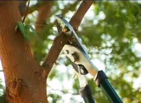 Rumah Nyaman dan Indah: Branch cutter - Alat pemotong ranting dan dahan ...