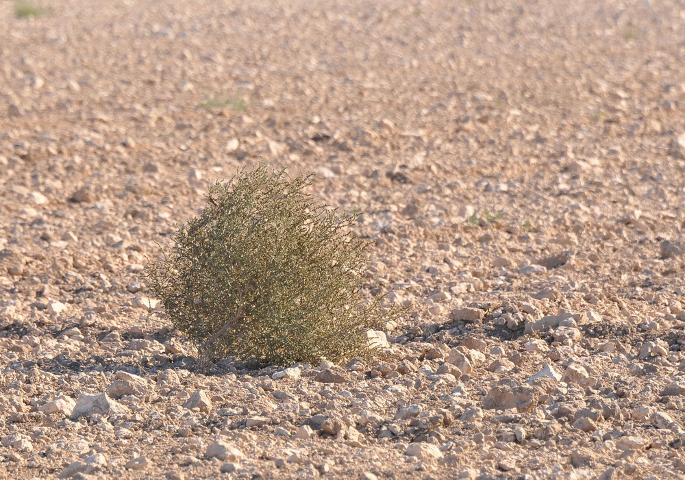 NaturalezaVaria: Salsola kali