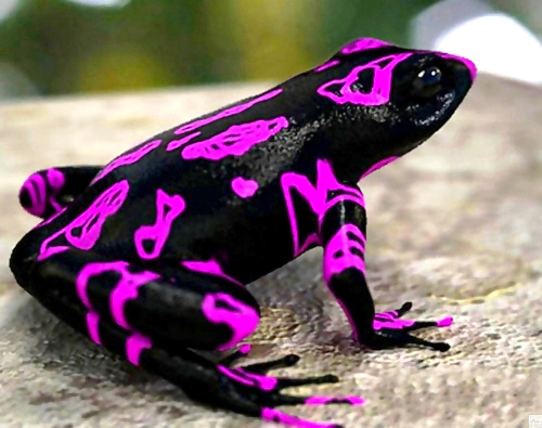 Sapo pintado - Imagui