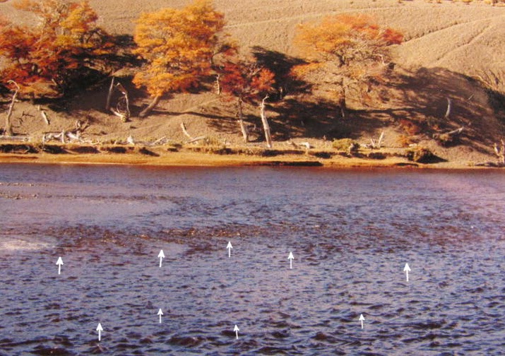 Fly Fishing with Doug Stewart: Where to Find Fish in Riffles