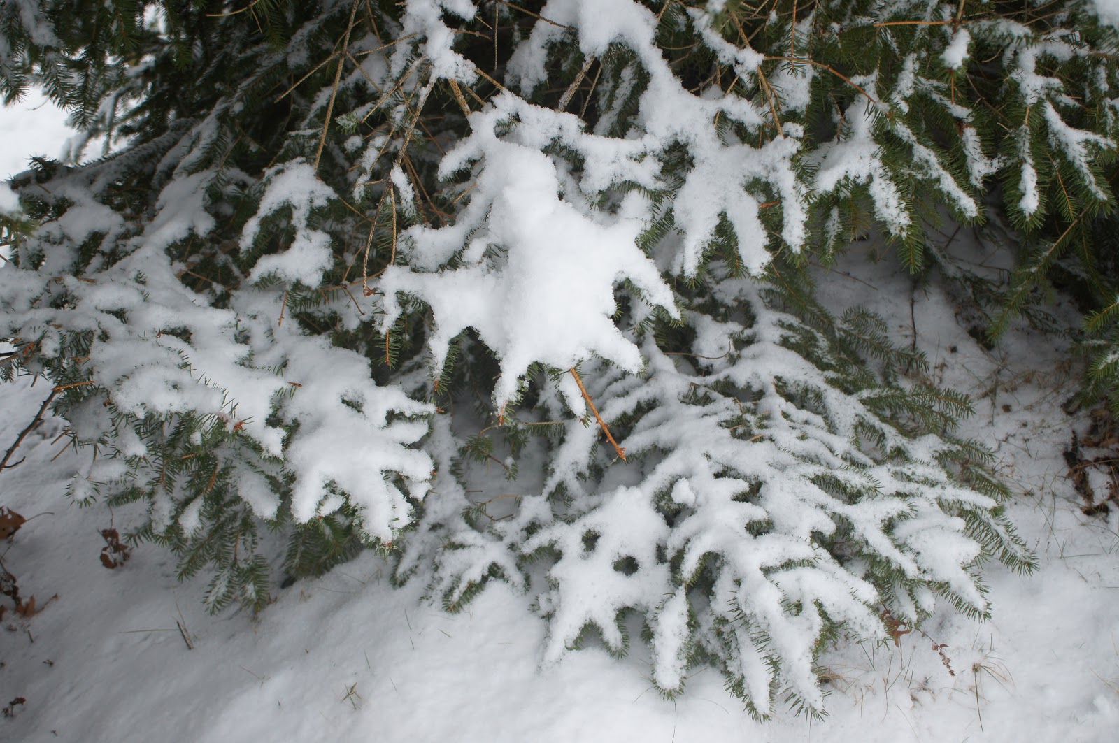 Snow free pictures for commercial use, 5 public domain images