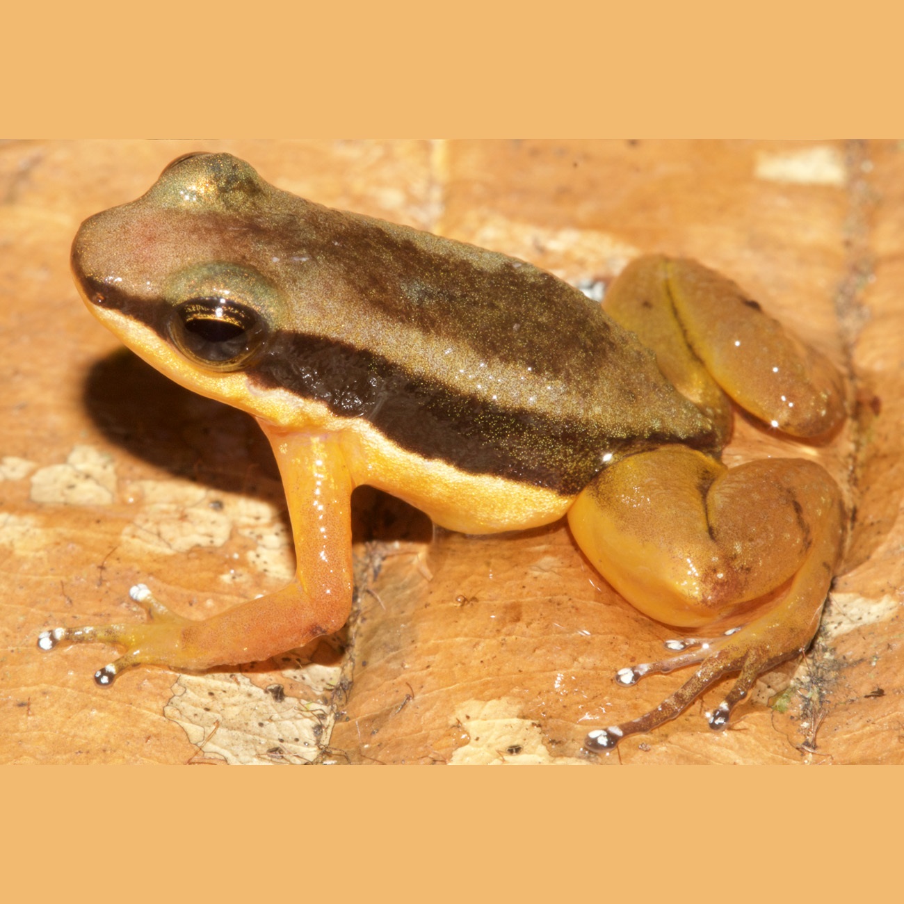 Species New to Science: [Herpetology • 2018] Allobates juami • A New ...