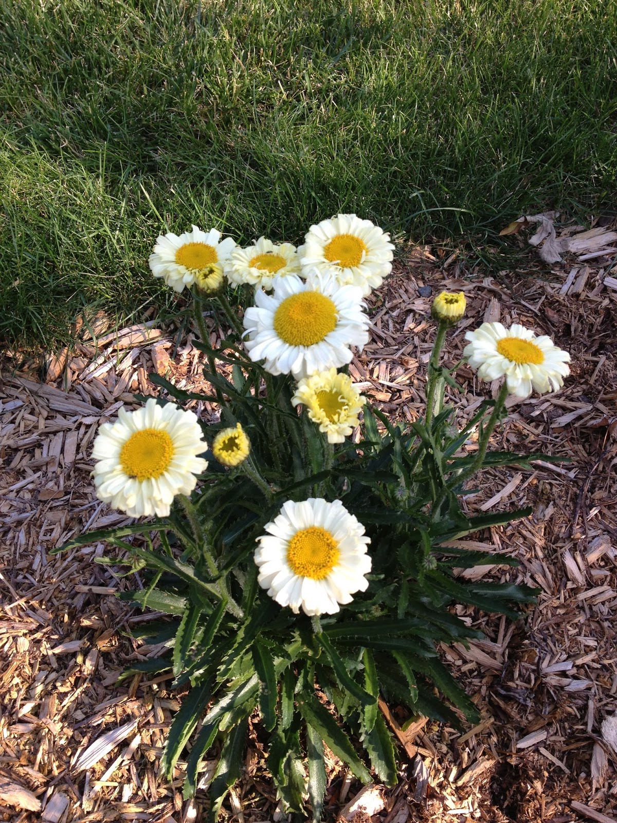 Enjoying My Garden: August 2013 Photo Dump (includes some from July)