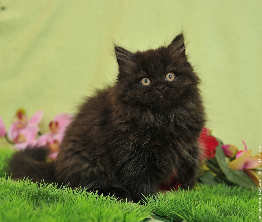 Cute Selkirk Rex Kittens Photos