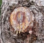 Manfaat Getah Pohon Pinus dan Kayu