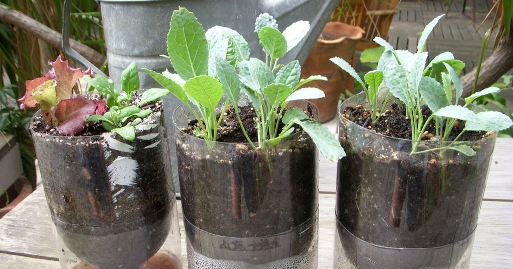 (Video) DIY Tutorial Hidroponik Sistem Sumbu (Hydroponic Wick System ...