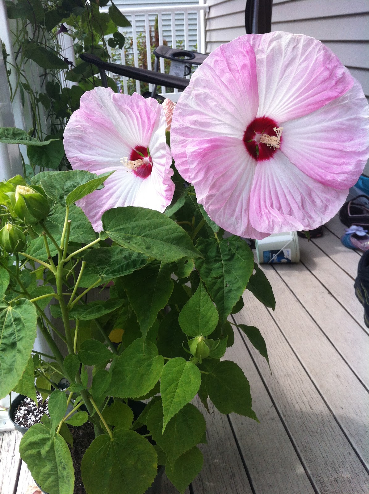 Plants plants and more plants: Disco Belle Mix Hibiscus