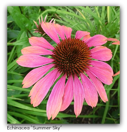 SUSIE PÅ STJÄRNARVE...: MÅNADENS VÄXT - SOLHATT