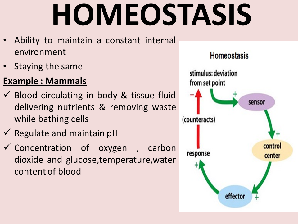 Grade 12: Chapter 3 - HOMEOSTASIS