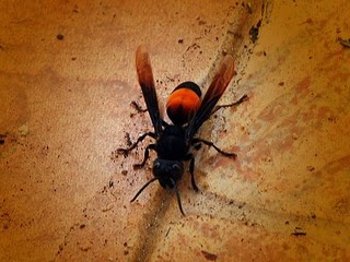 wujuhun yau ma izin nadhirah: Disengat tebuan tanah