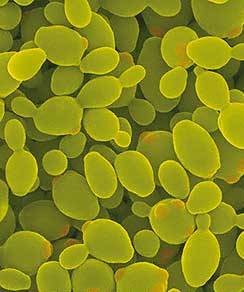 Buah Karya ILMU GIZI 2010: Pichia pastoris